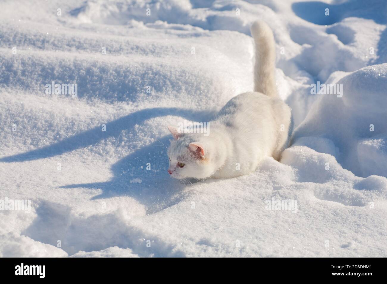 cat in the snow. The cat froze over in the winter outside, covered in ...