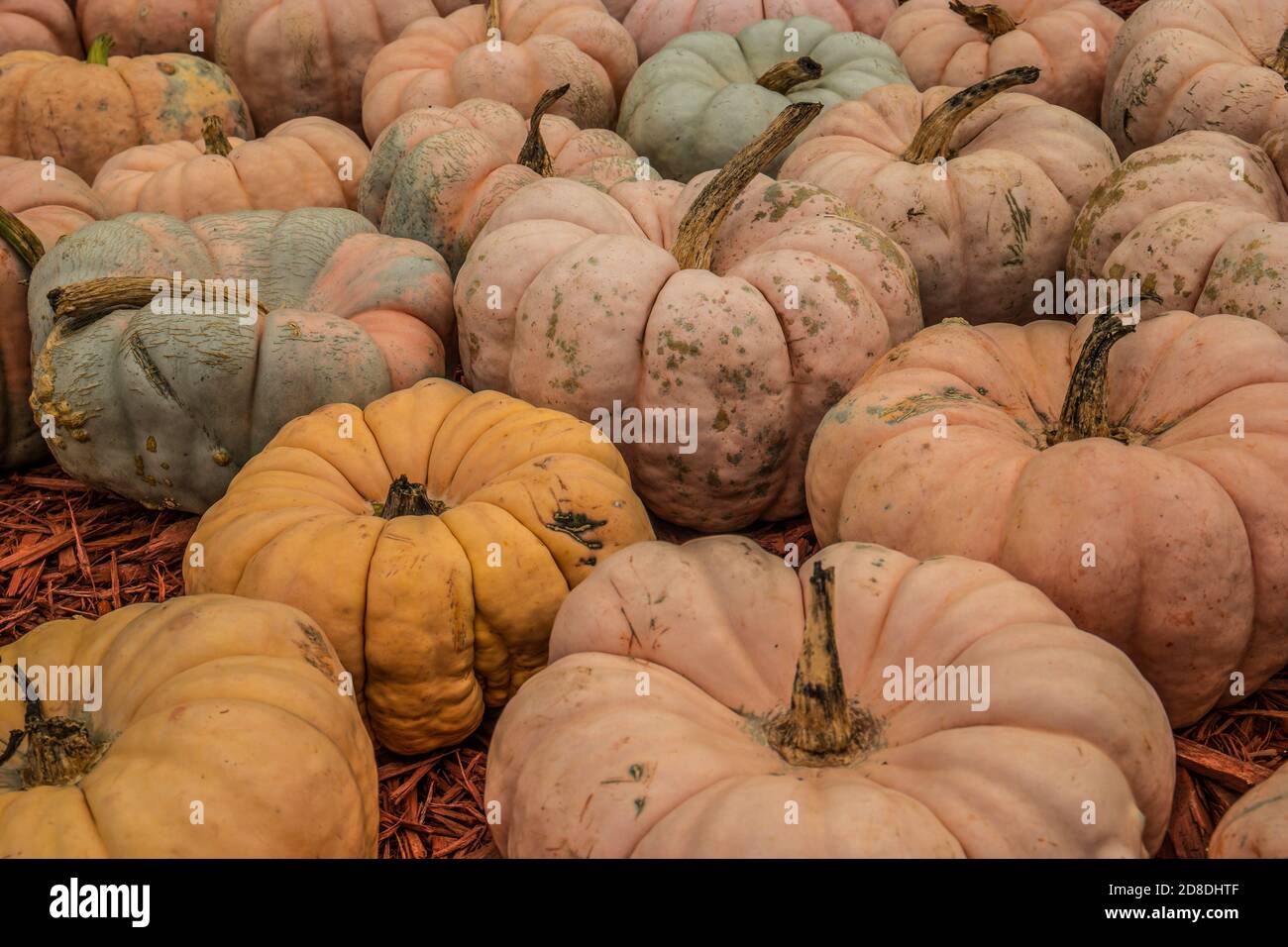 Unique shaped pumpkins hi-res stock photography and images - Alamy