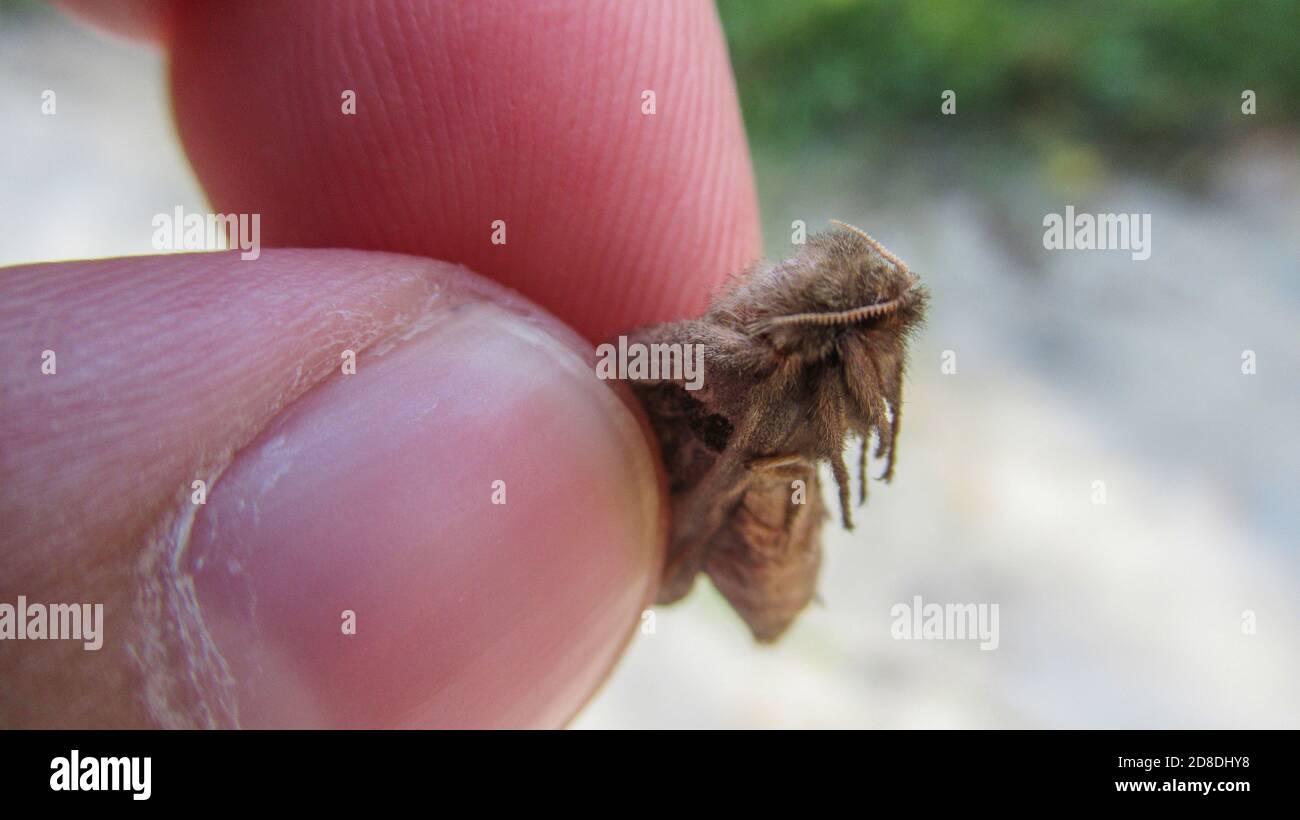 Hand holding insect hi-res stock photography and images - Alamy