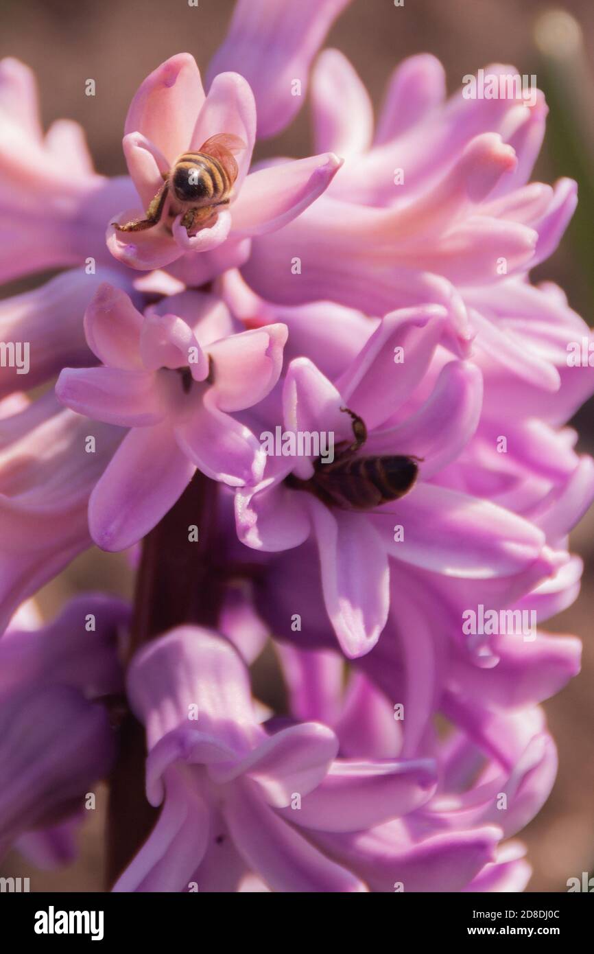 pink hyacinth inflorescence with bees close-up on an orange bokeh. Bees ...