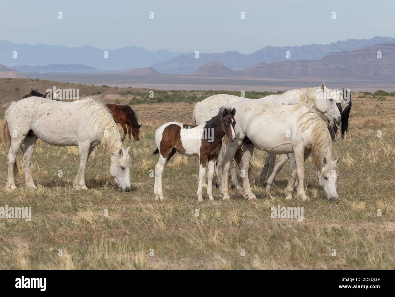Wild Horses in the Utah Desert Stock Photo - Alamy