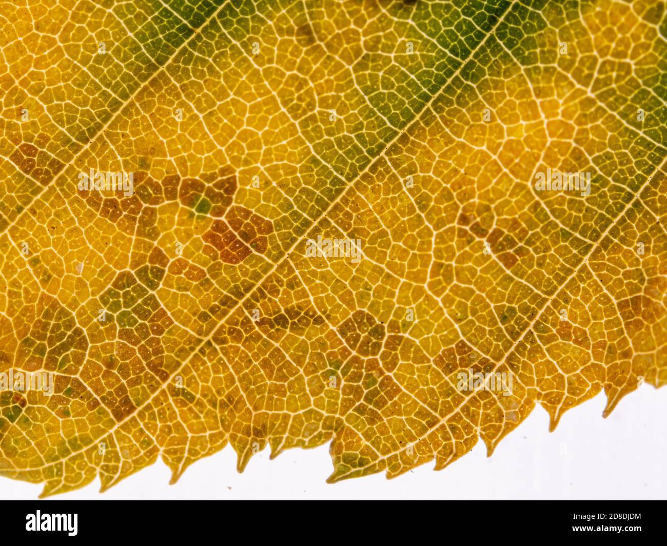 Underside of a translucent autumnal leaf in different shades. With leaf ...