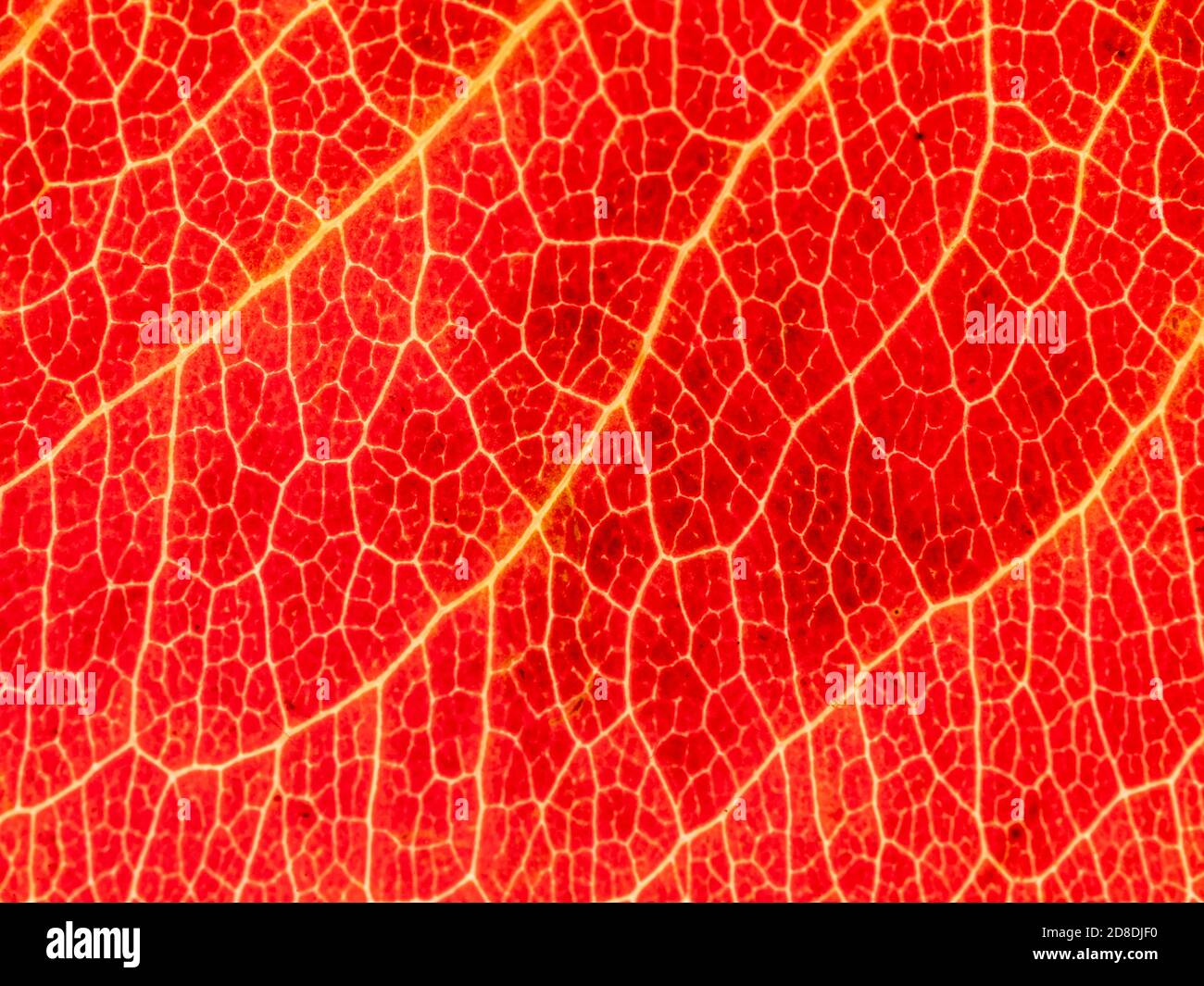 Underside of a translucent autumnal leaf in different shades. With leaf ...