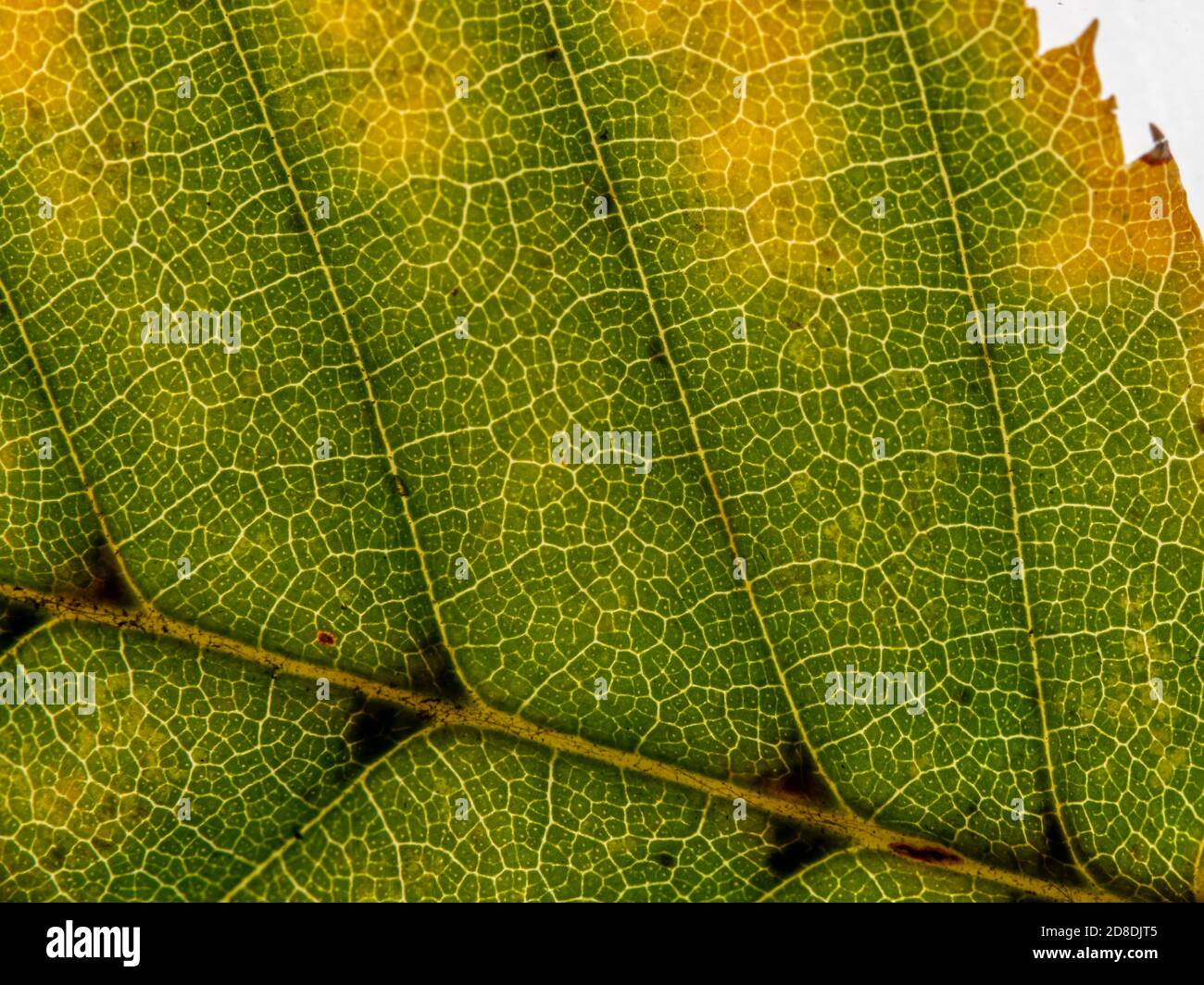 Underside of a translucent autumnal leaf in different shades. With leaf ...