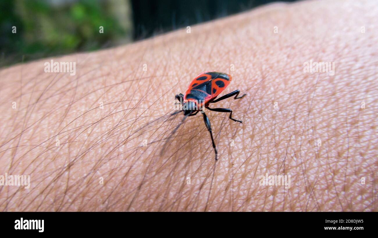 A close up of a single red-black insect moving on man's hand Stock ...