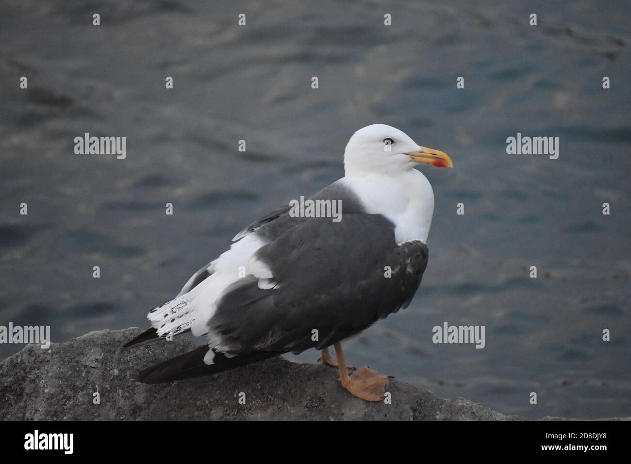 Profile of a seagull Stock Photo - Alamy