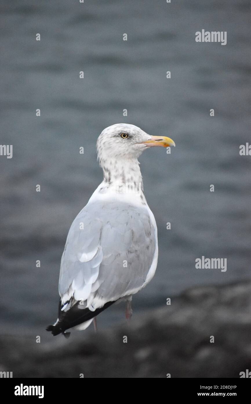 Seagull on sea pier rocks hi-res stock photography and images - Alamy