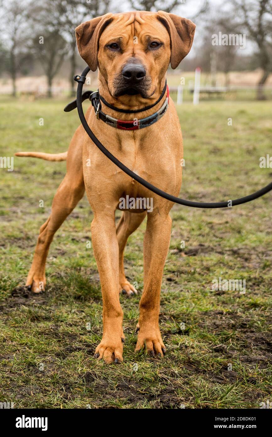 Bold dog hi-res stock photography and images - Alamy