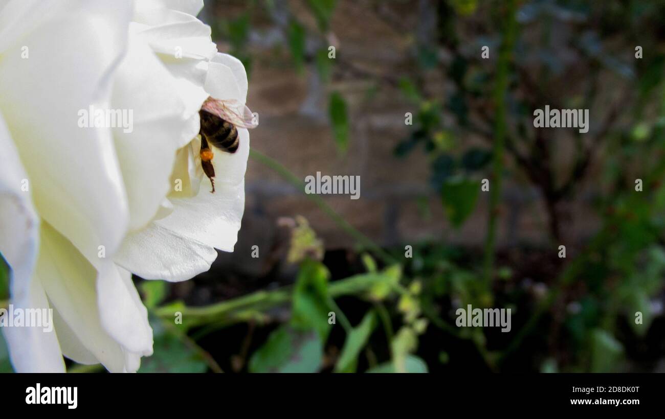 A close up of a honey bee inside of a white flower collecting nectar ...