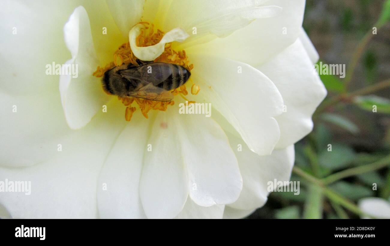 A close up of a honey bee inside of a white flower collecting nectar ...