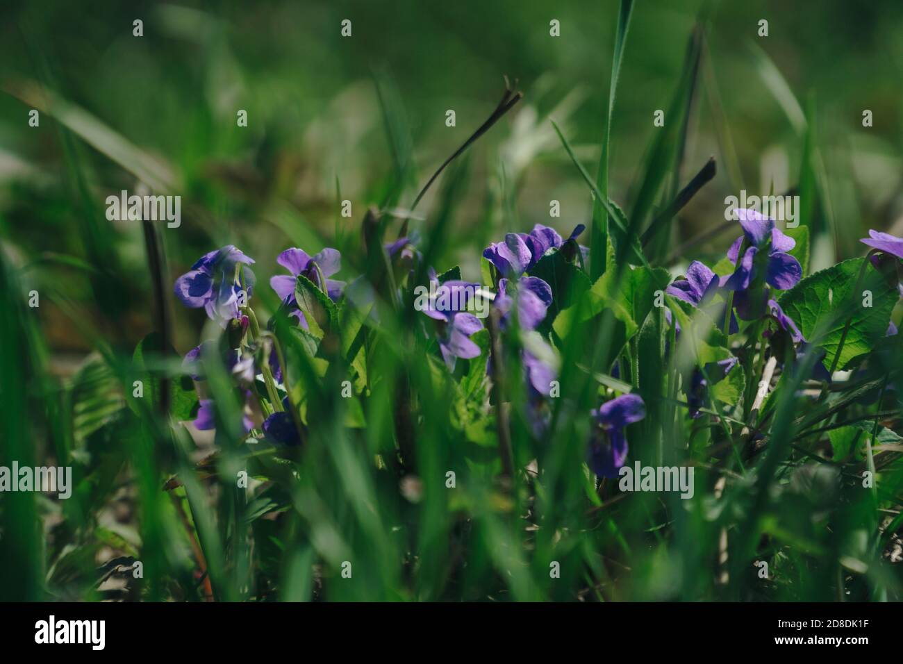 Spring field blue flowers with green leaves Stock Photo - Alamy