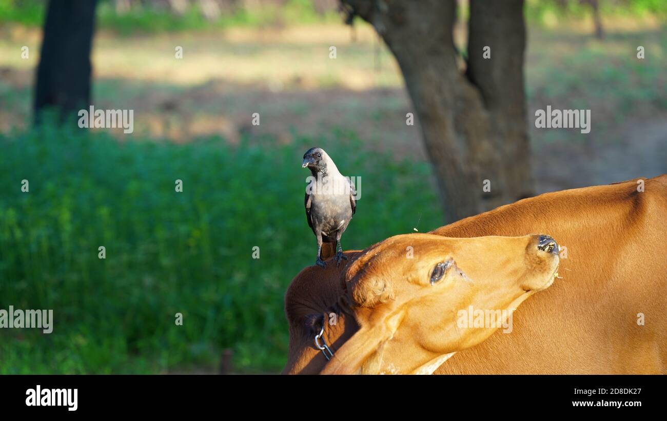 Calf Crow High Resolution Stock Photography and Images - Alamy