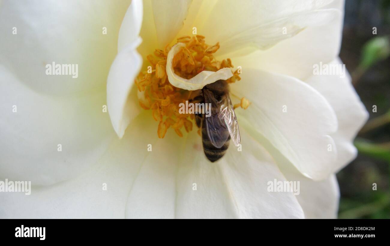 A close up of a honey bee inside of a white flower collecting nectar ...