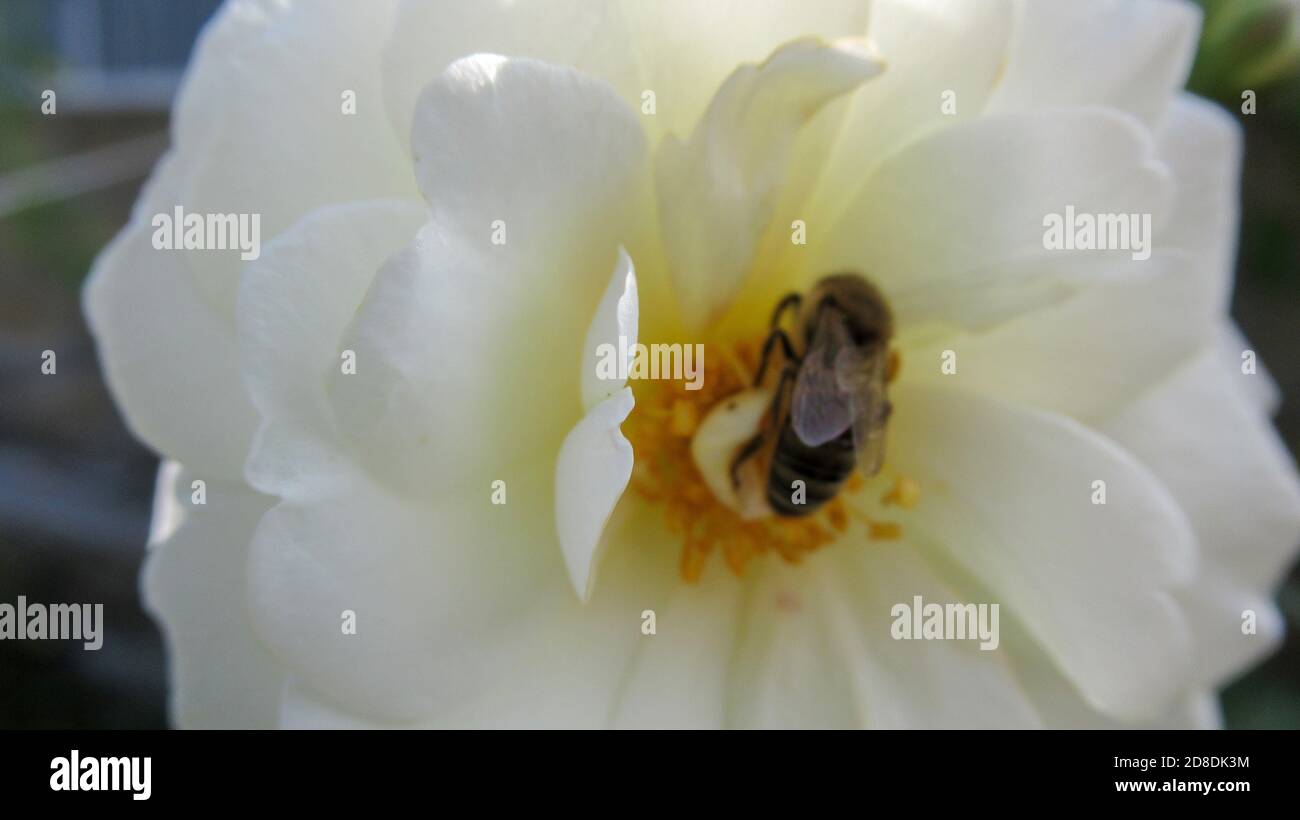 A close up of a honey bee inside of a white flower collecting nectar ...