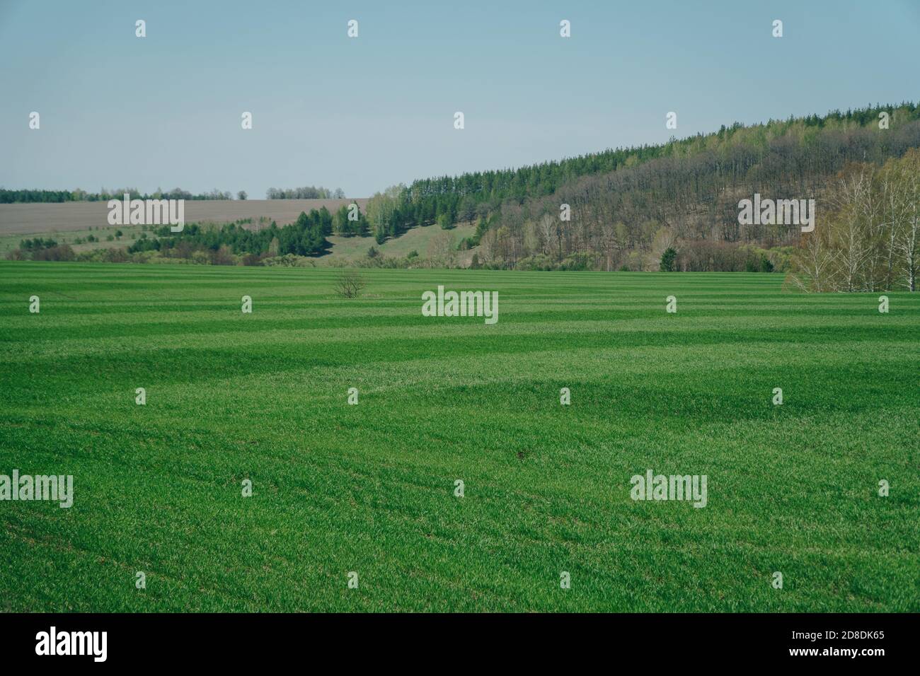 Spring green field, blue sky and hill with trees Stock Photo - Alamy