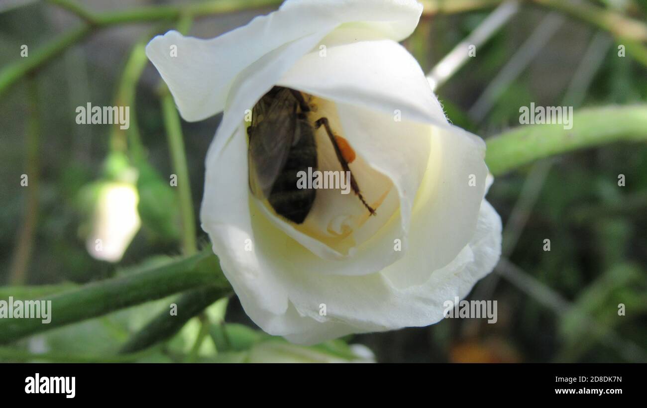 A close up of a honey bee inside of a white flower collecting nectar ...