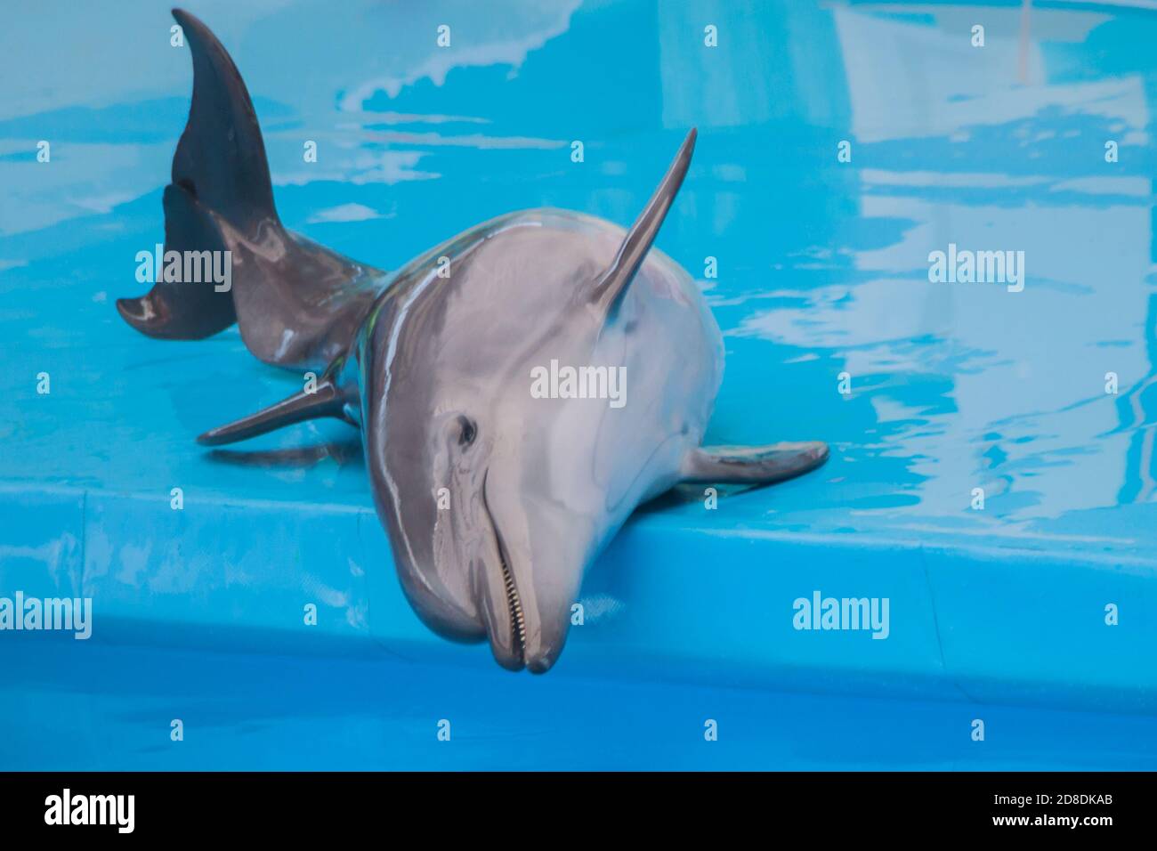 Trained dolphin in the aquarium, dolphinariums. show with dolphins. the ...