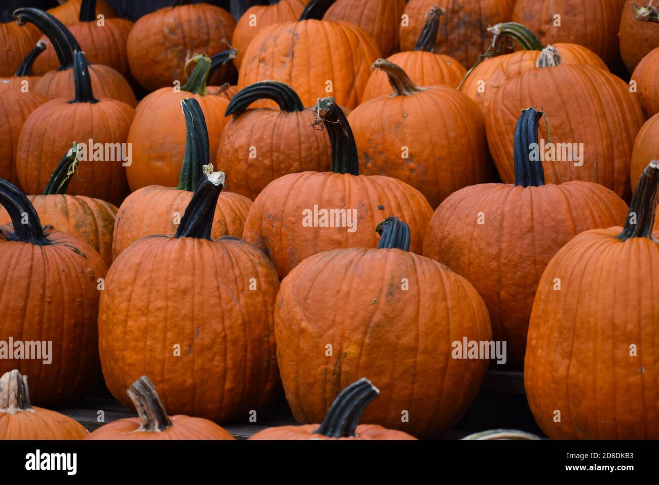 Pumpkin ridges hi-res stock photography and images - Alamy