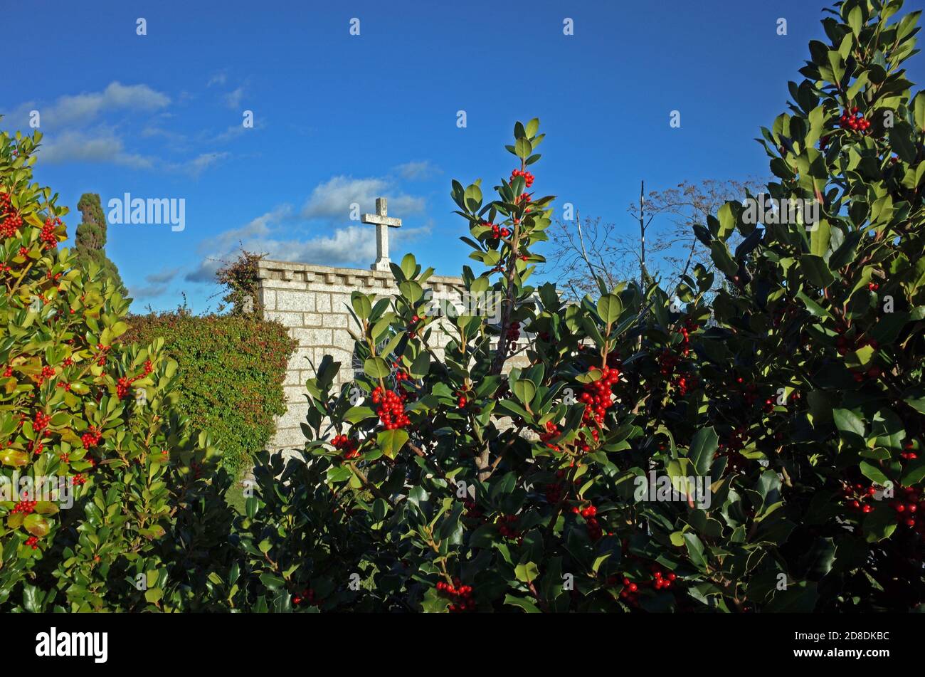 Holly tree (ilex aquifolium) in Tempio Pausania, Sardinia, Italy Stock ...