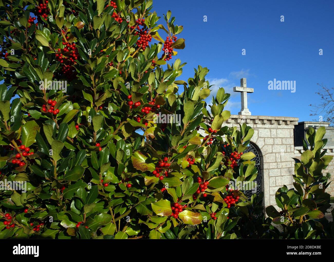 Holly tree (ilex aquifolium) in Tempio Pausania, Sardinia, Italy Stock ...