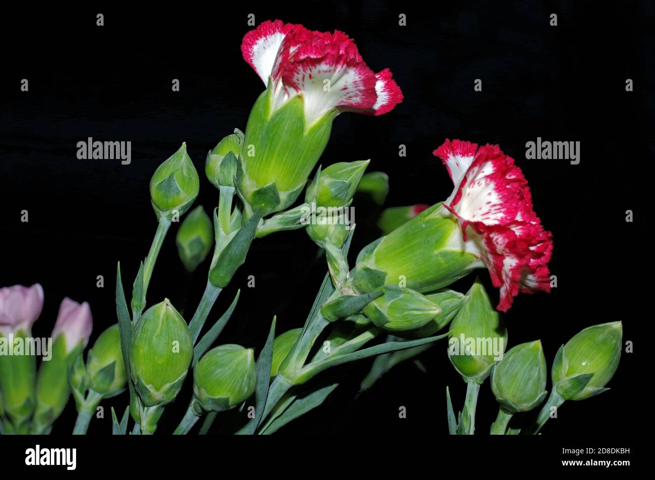 Close up carnation hi-res stock photography and images - Alamy