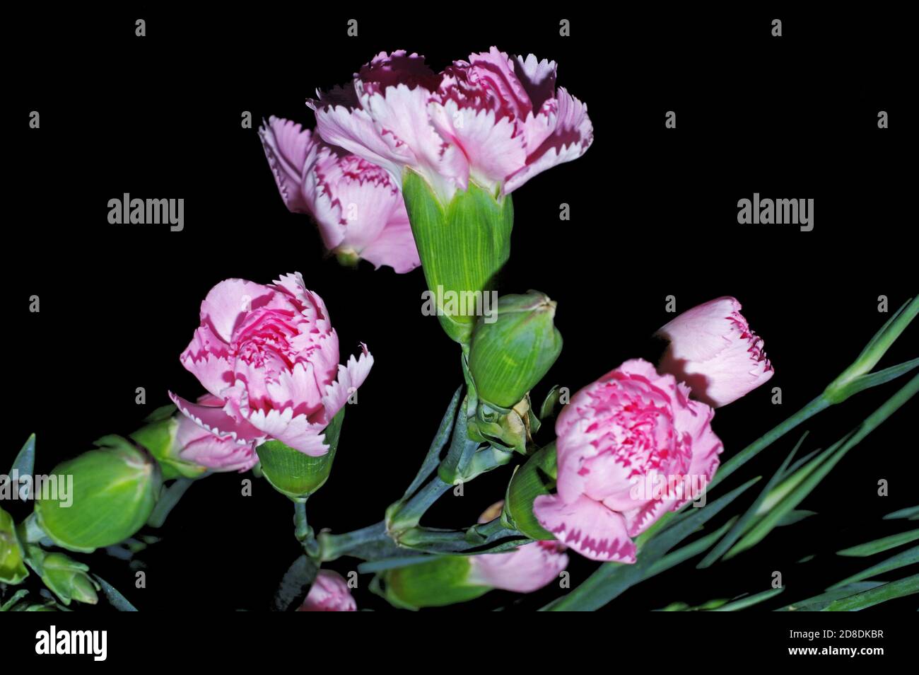 Close up carnation hi-res stock photography and images - Alamy