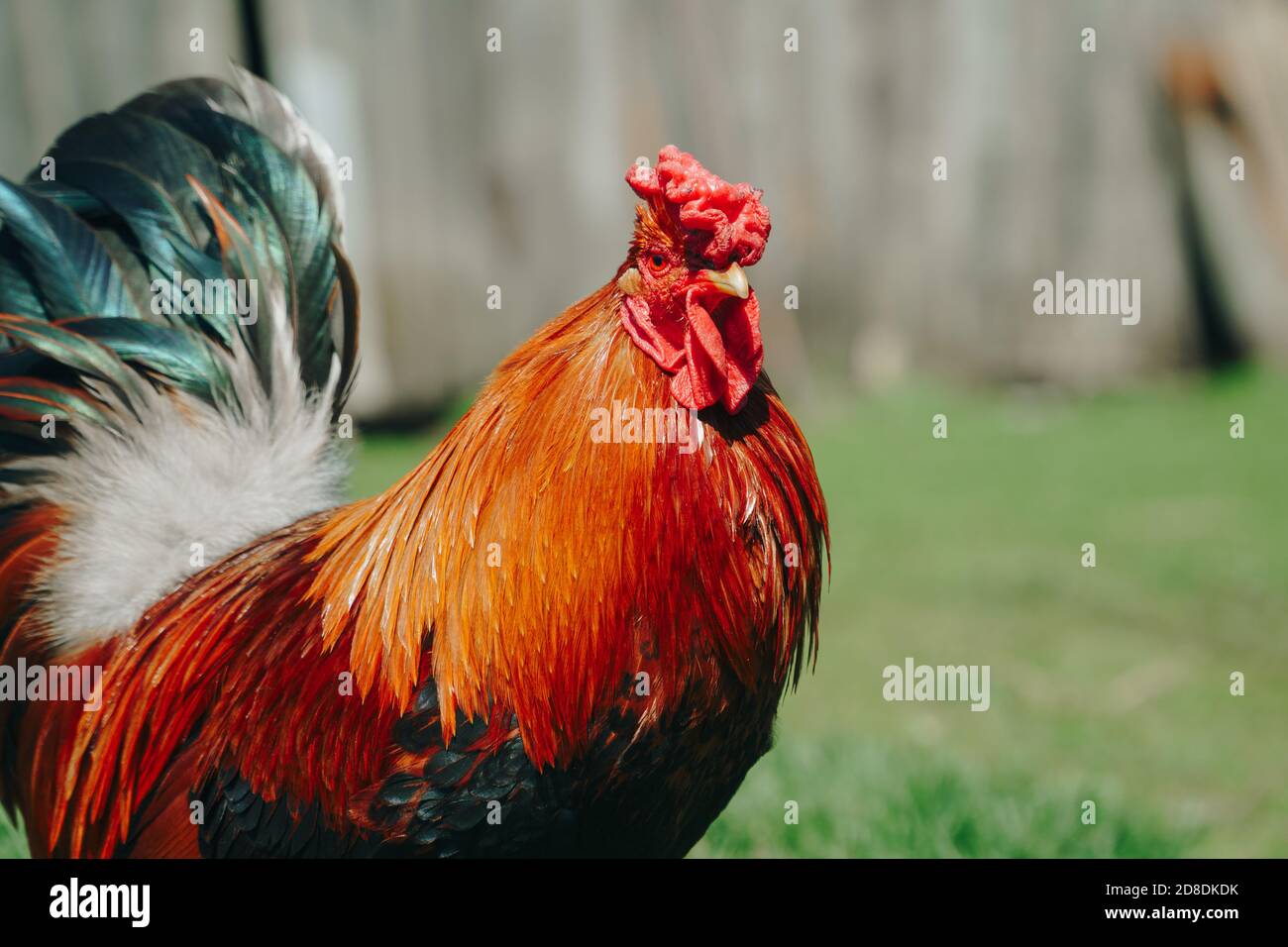 Brown domestic chicken in the summer outdoors close-up Stock Photo - Alamy
