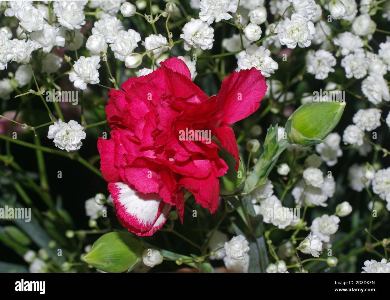 Close up carnation hi-res stock photography and images - Alamy