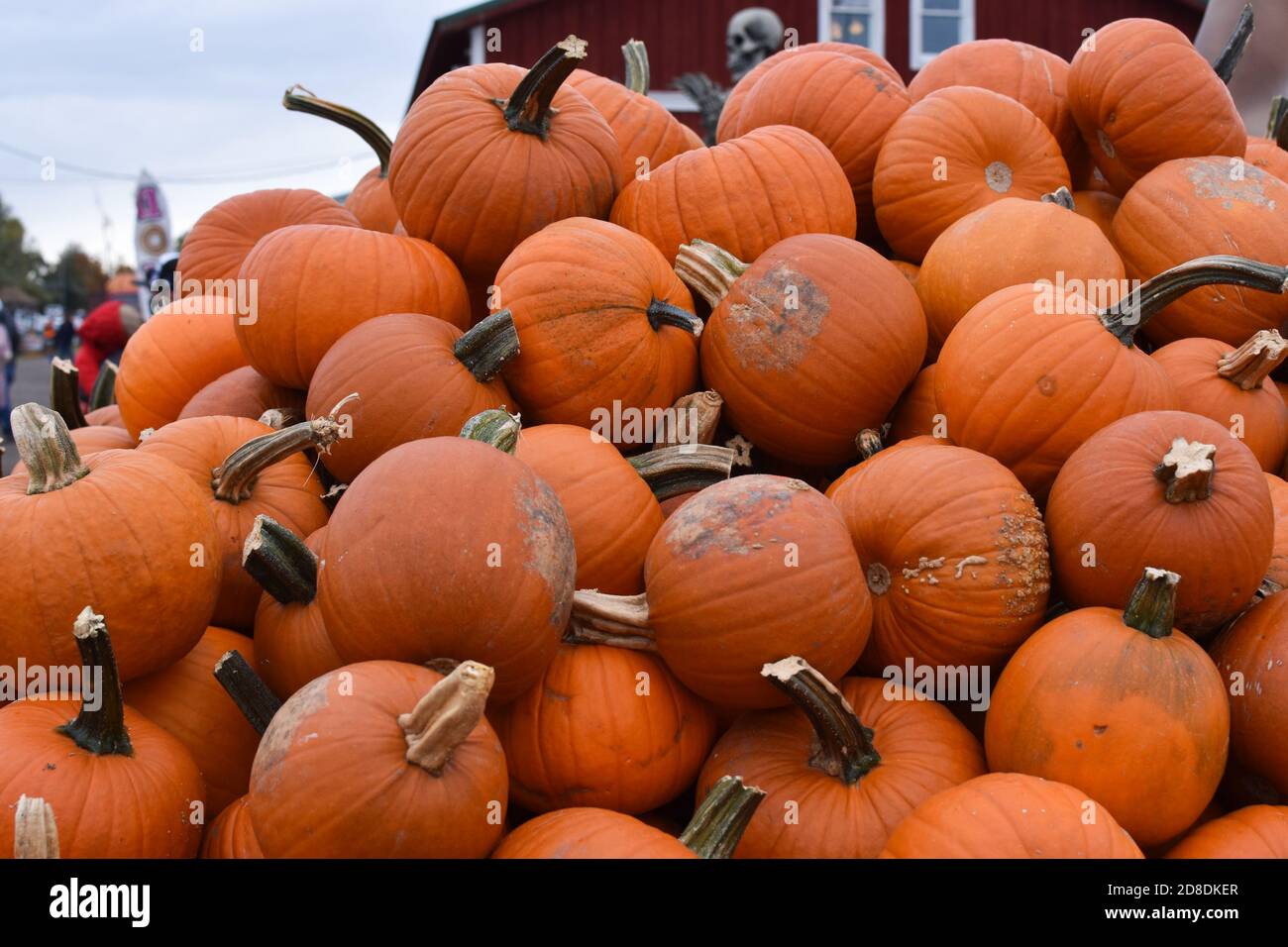 Pile of pumpkins hi-res stock photography and images - Alamy