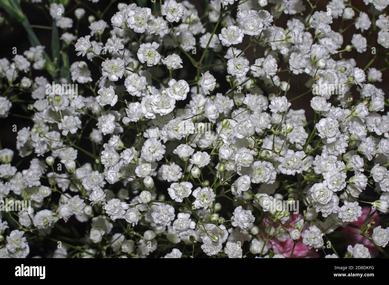 Baby's breath (gypsophila paniculata) close-up Stock Photo - Alamy