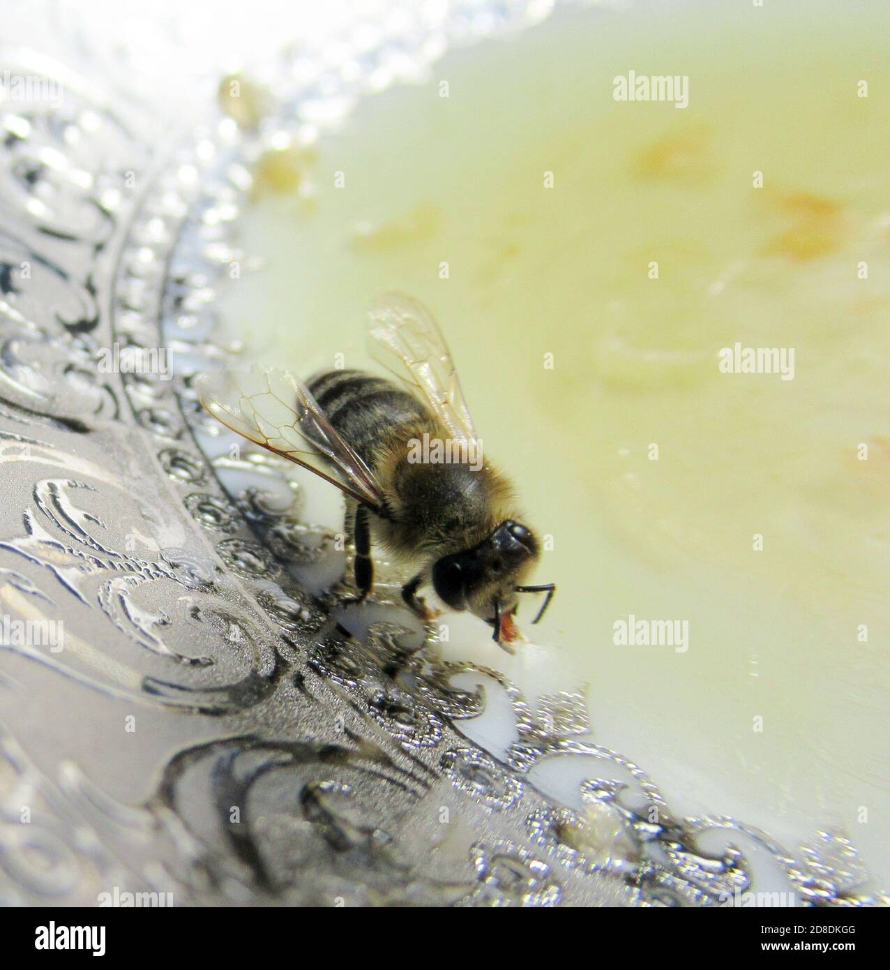 A close up of a honey bee standing on honeycomb Stock Photo - Alamy