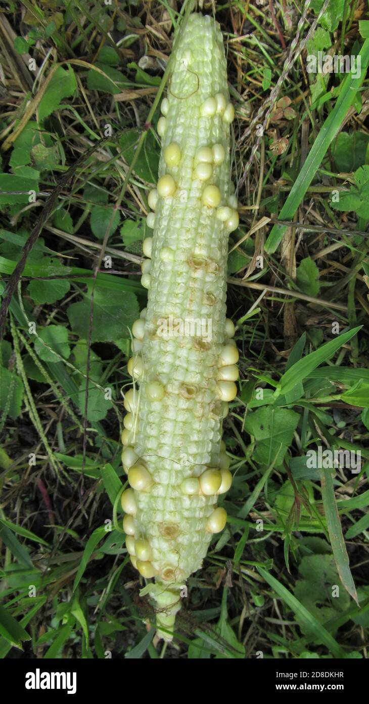 Eaten sweet corn thrown on the soil Stock Photo - Alamy