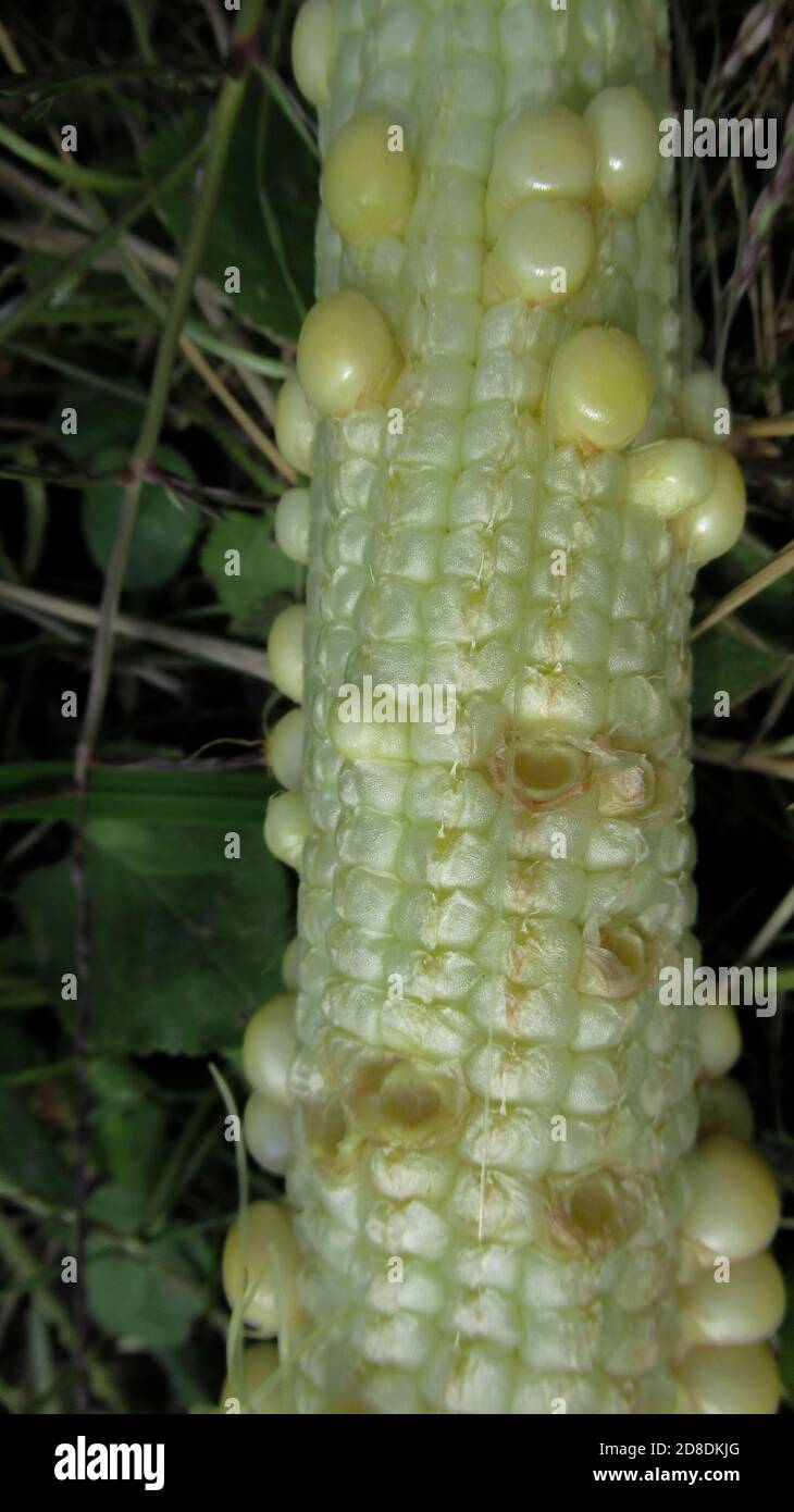 Eaten corn hi-res stock photography and images - Alamy