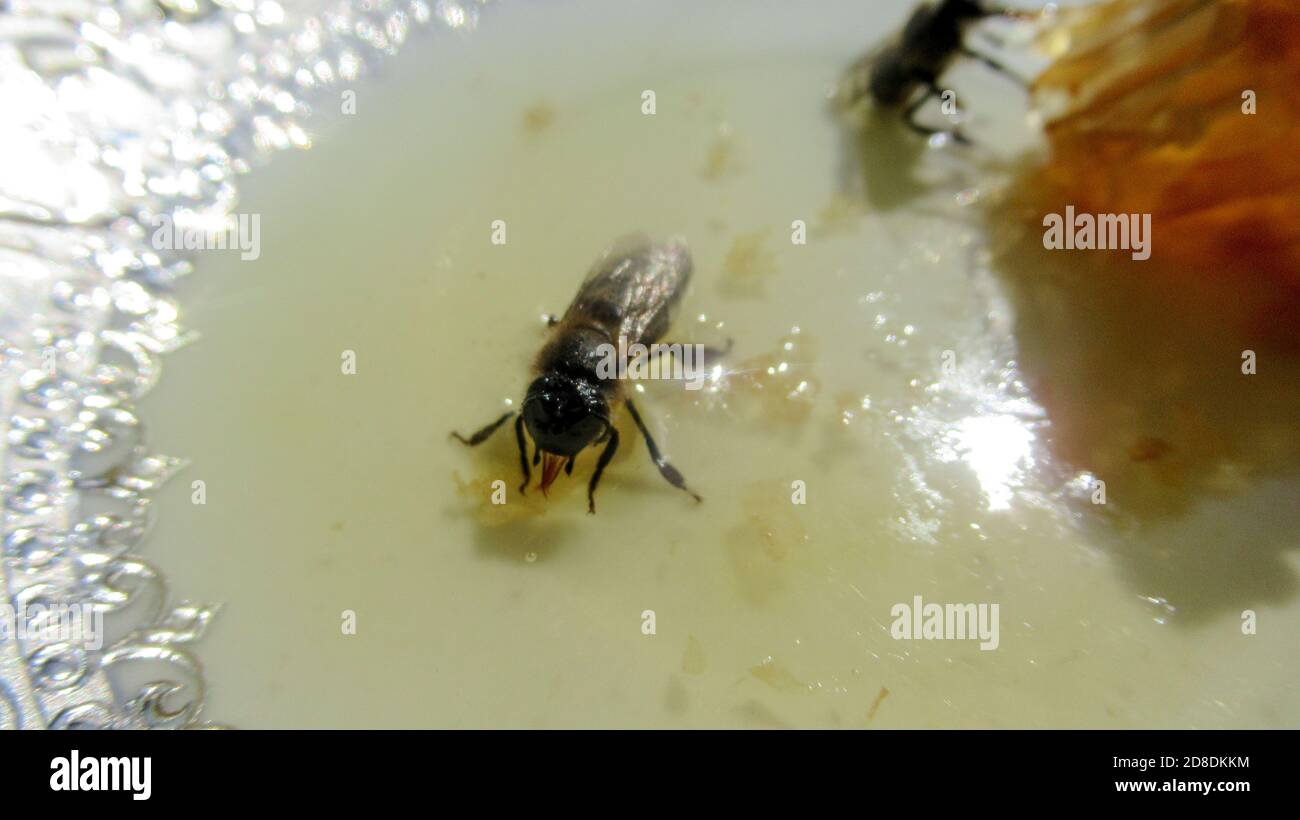 A close up of a honey bee standing on honeycomb Stock Photo - Alamy