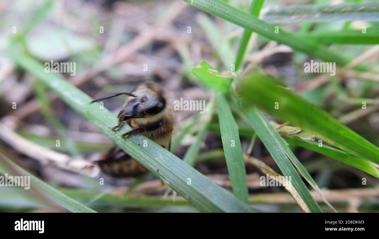 A close up of a honey bee moving around green leaves and plants Stock ...