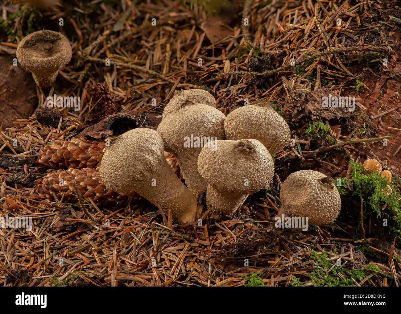 Puffball common (Lycoperdon perlartum), growing on roots of pine trees ...