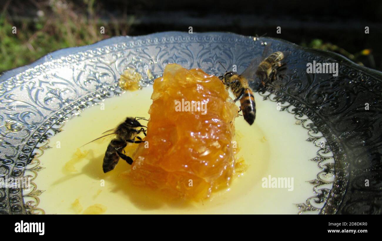 Closeup bee standing on hi-res stock photography and images - Alamy