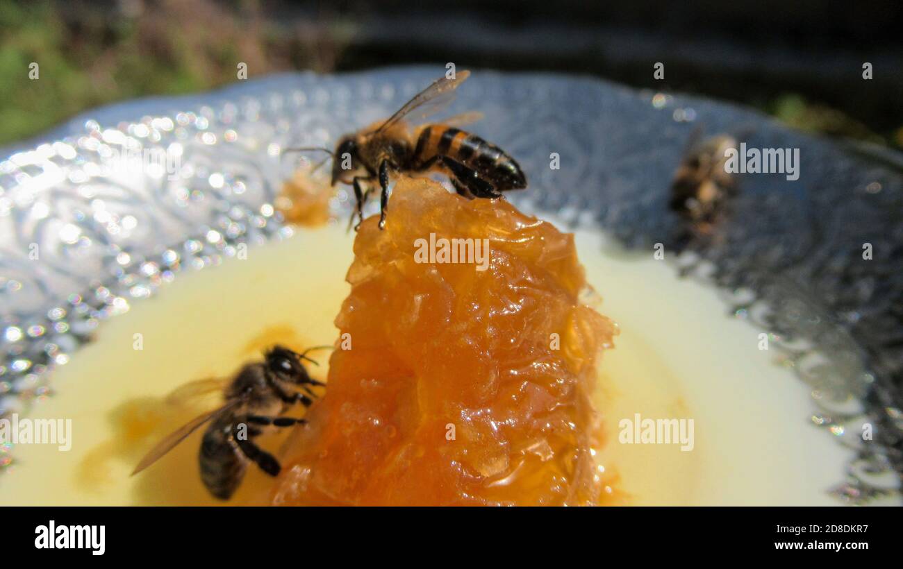 A close up of a honey bee standing on honeycomb Stock Photo - Alamy
