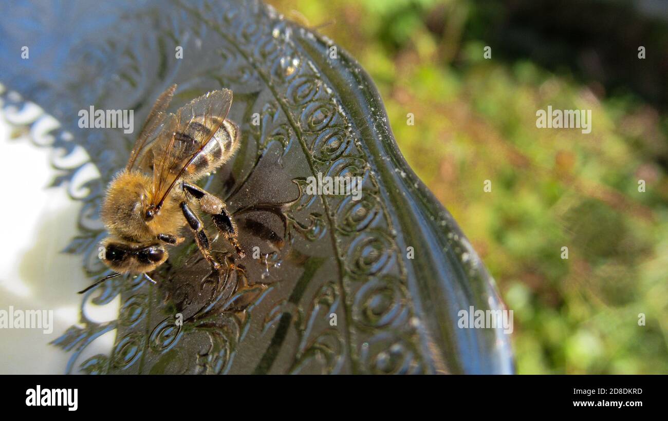 Bee standing hi-res stock photography and images - Alamy