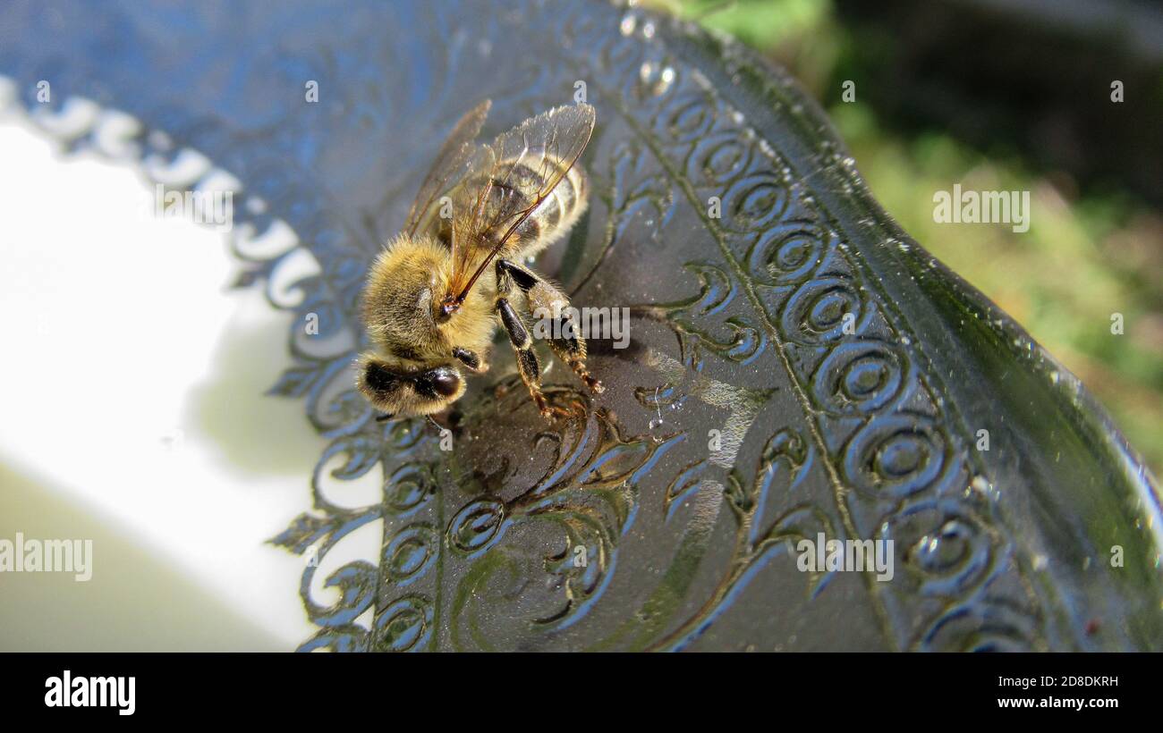 Bee standing hi-res stock photography and images - Alamy