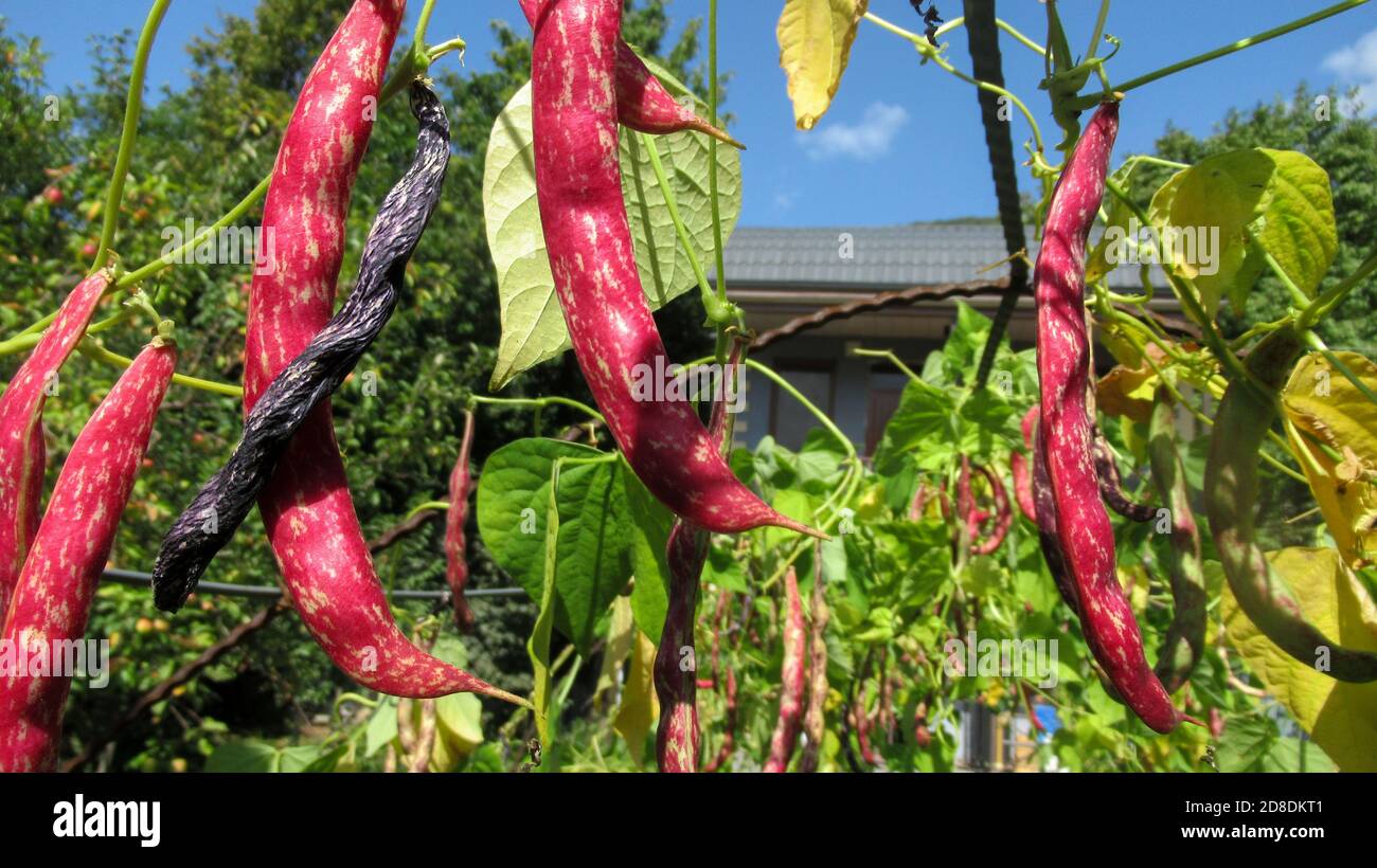 Close up of a red beans in my garden Stock Photo - Alamy