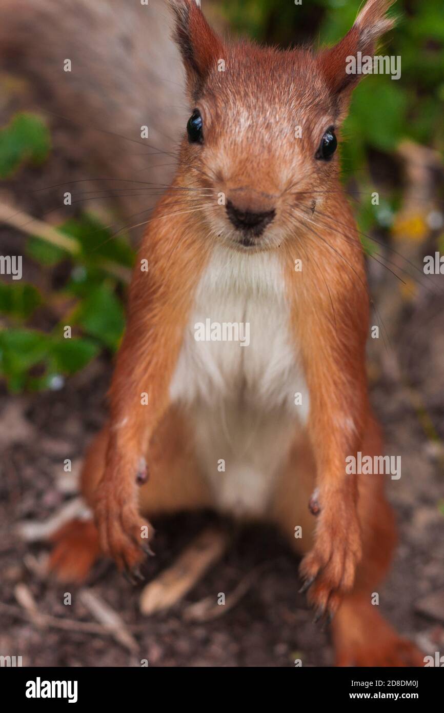 orange flurry squirrel stands on its hind legs and spread its front ...