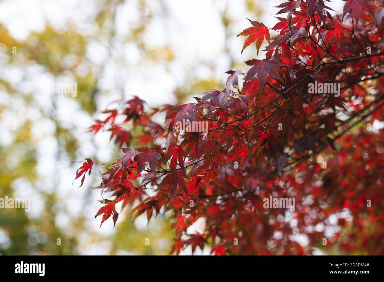 Belgium fall color scene scenery hi-res stock photography and images ...