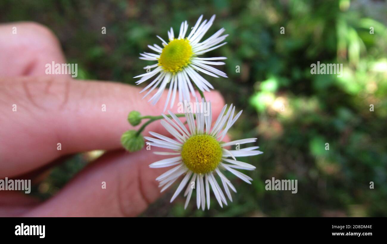 A close up of a male fingers holding chamomile flowers in the forest ...