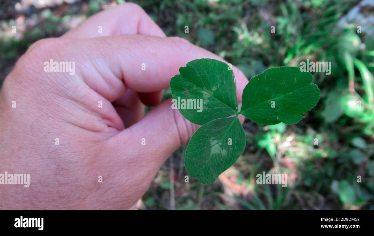 Close up young man hand holding green leaf in the middle of the ...
