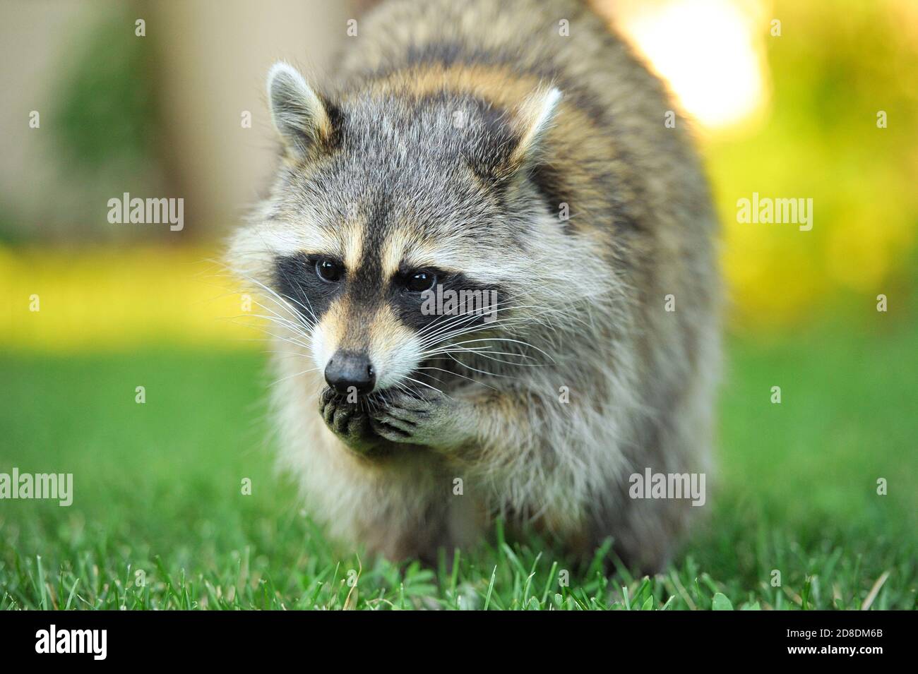 Raccoon eating hi-res stock photography and images - Alamy