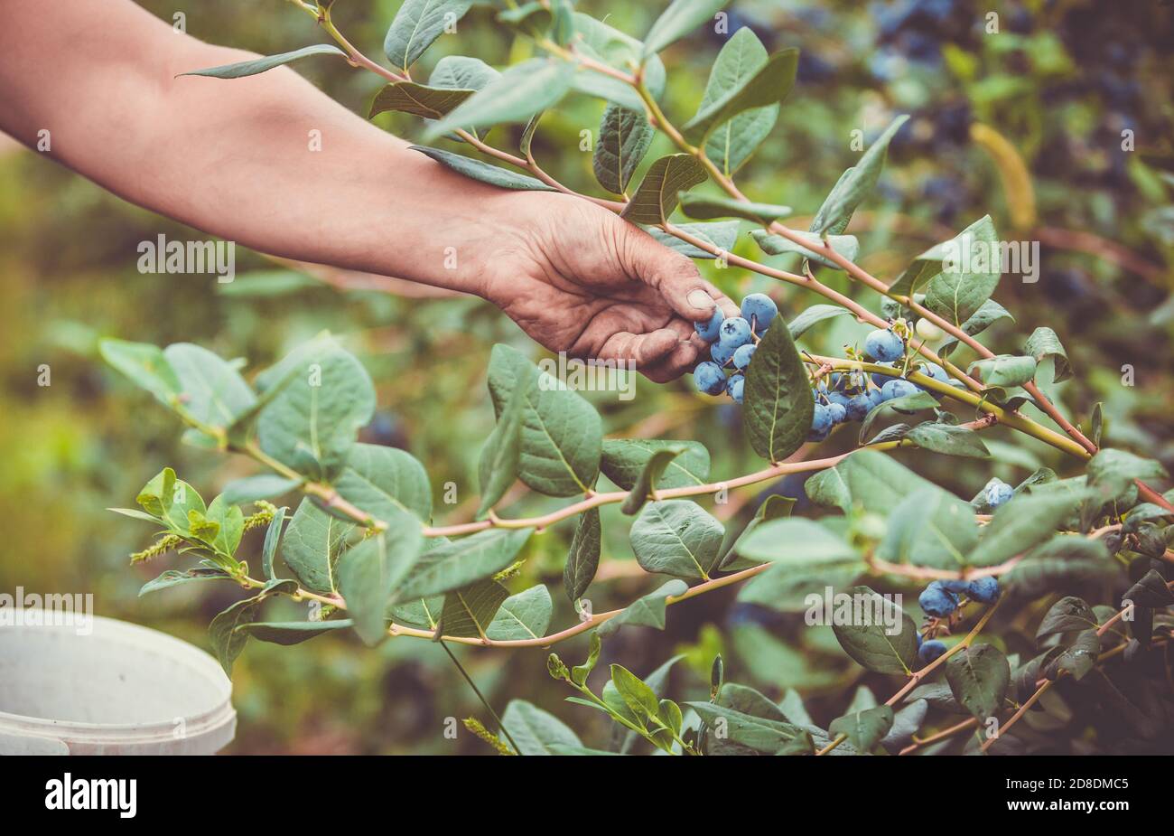 A hand of a harvester harvesting fresh blueberries, food concept Stock ...