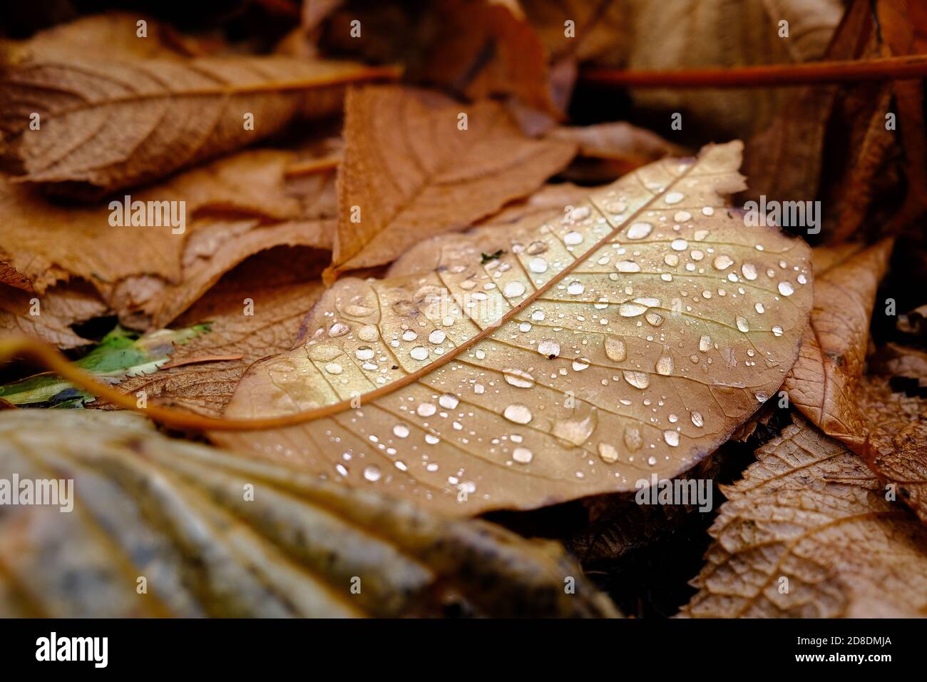 Drops of water on fallen leaf hi-res stock photography and images - Alamy