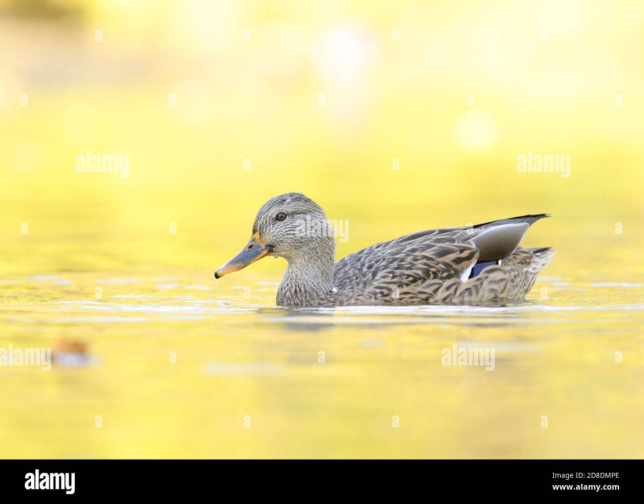 A female Wood Duck with fall colors reflecting the water Stock Photo ...