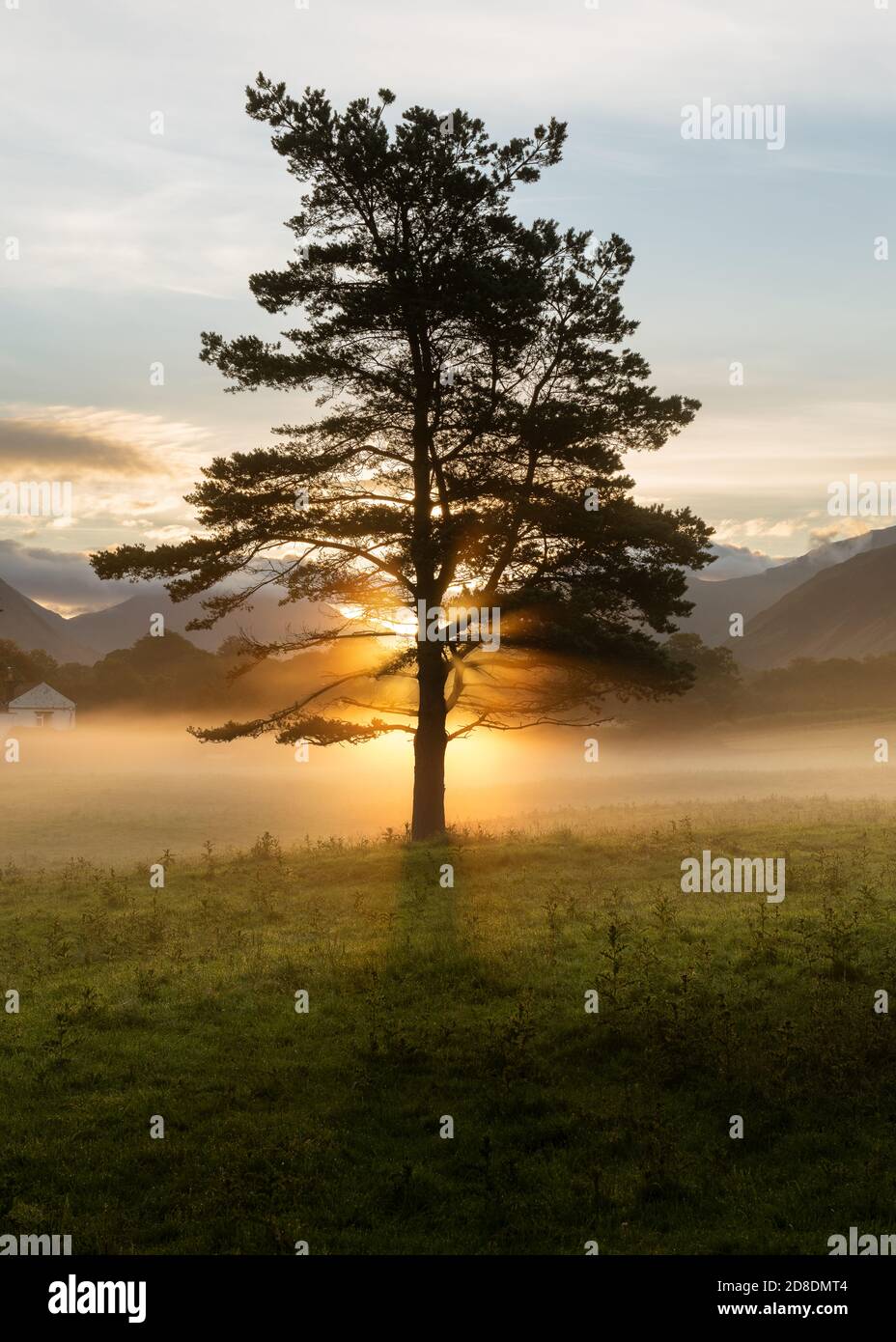 The sun rising behind tall Pine tree with ground mist on grass valley ...